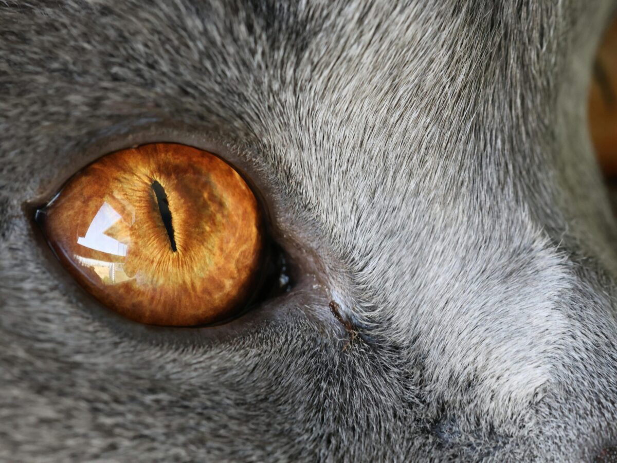 Impacto del Colesterol LDL en la Generación de Neoateroesclerósis - CACI